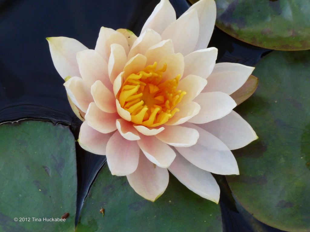 Pruning Turk’s Cap | My Gardener Says…