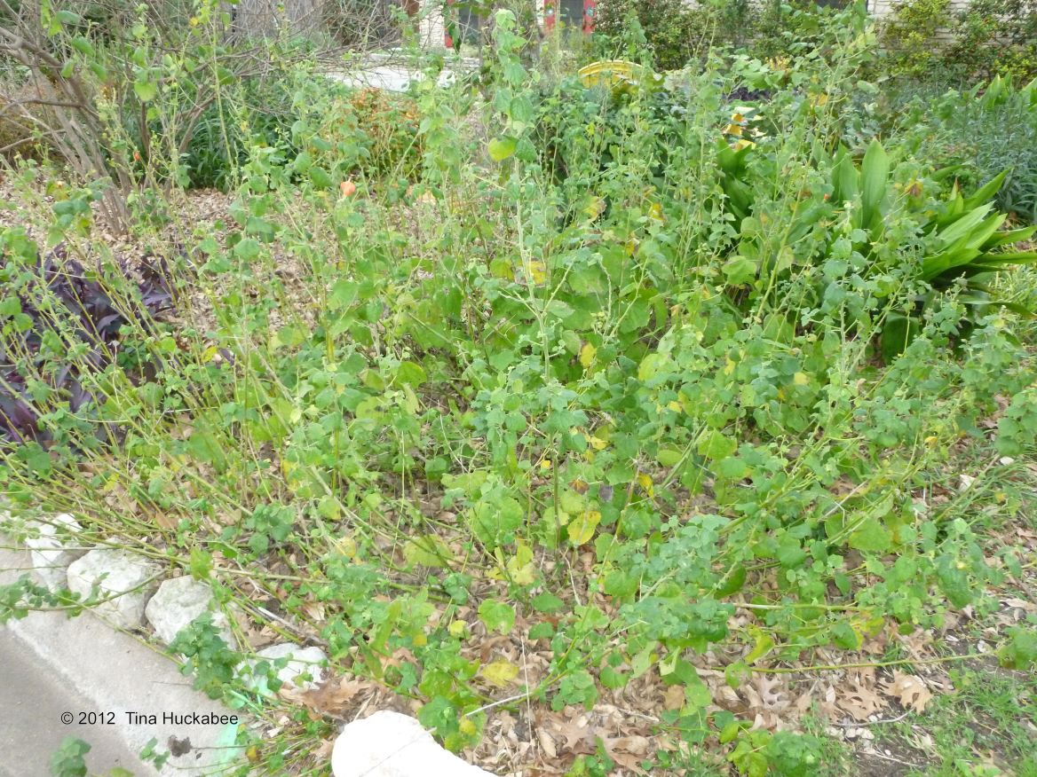 Pruning Turk’s Cap | My Gardener Says…