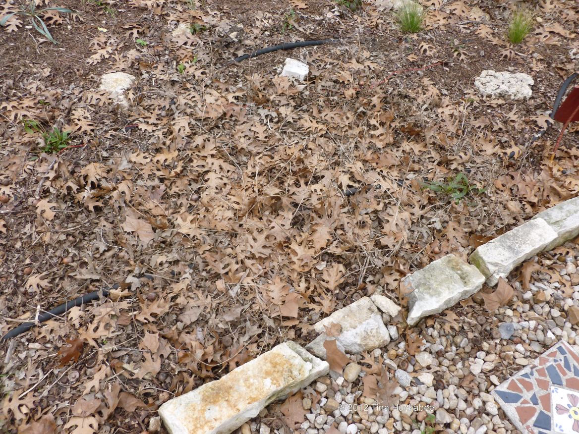 Pruning Turk’s Cap | My Gardener Says…