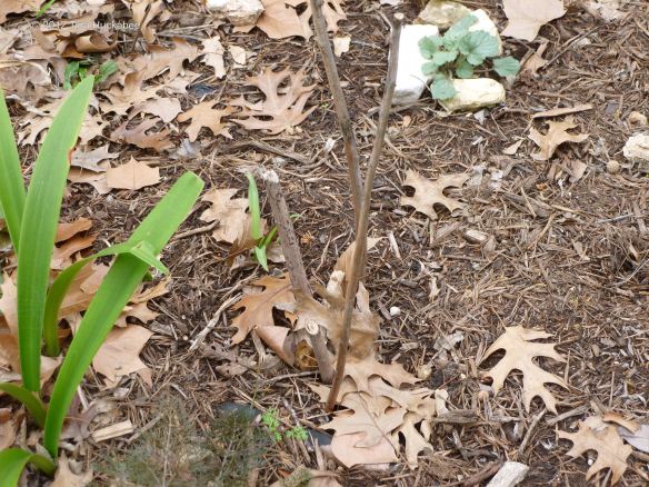 Pruning Turk’s Cap | My Gardener Says…
