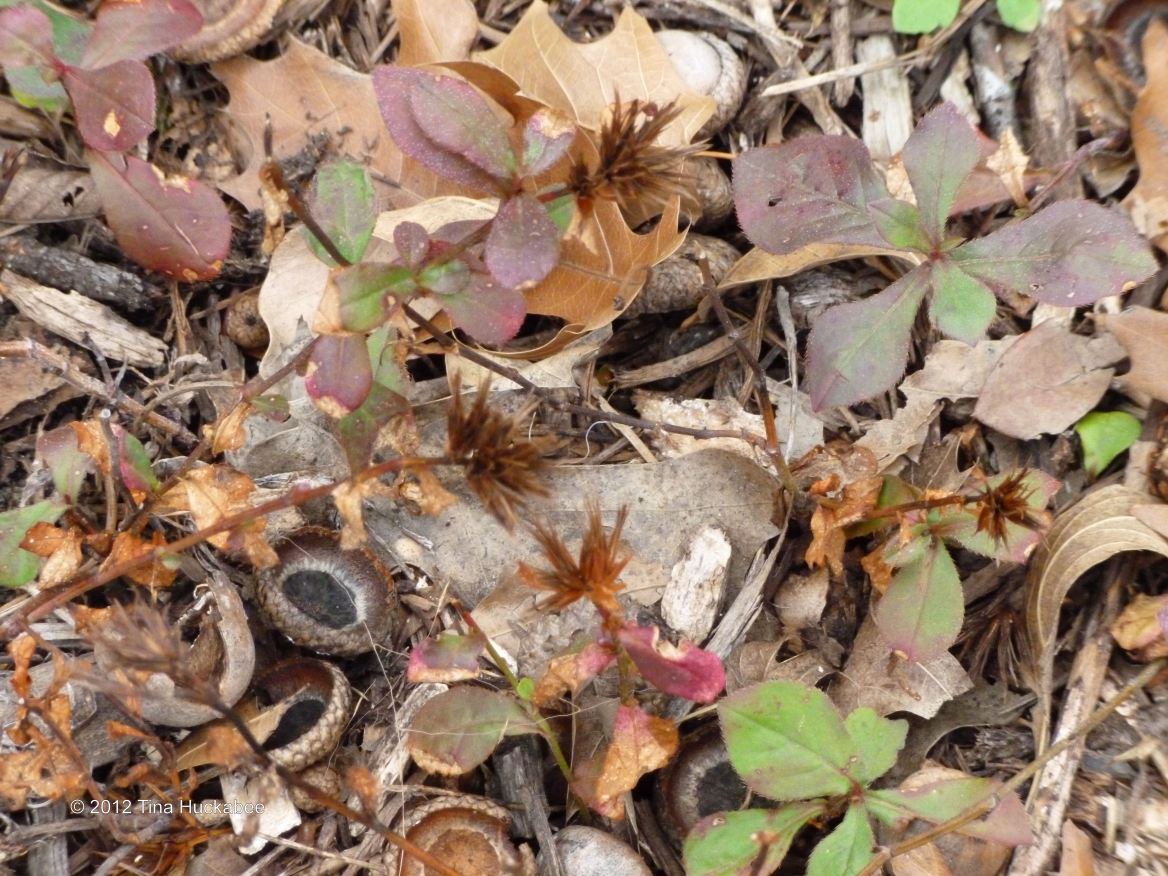 Pruning Turk’s Cap | My Gardener Says…