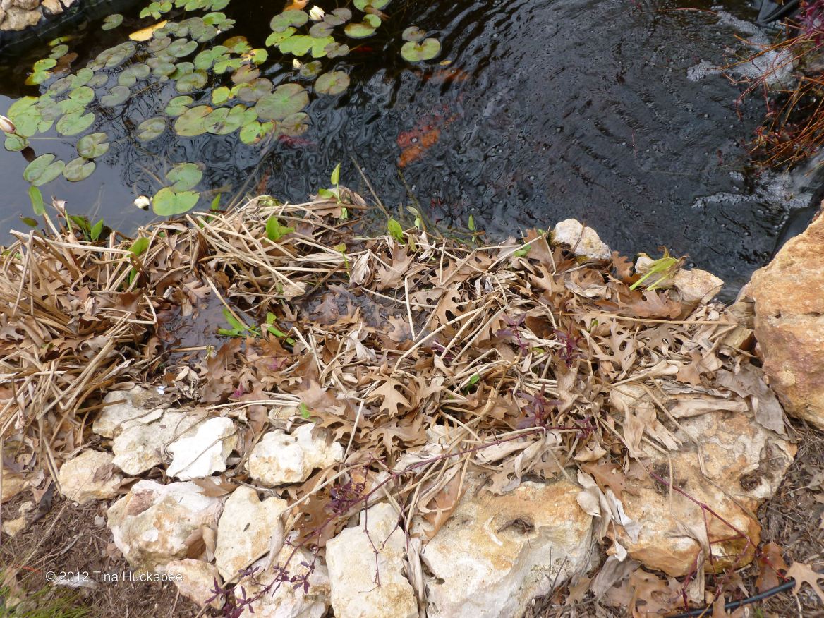 Pruning Turk’s Cap | My Gardener Says…