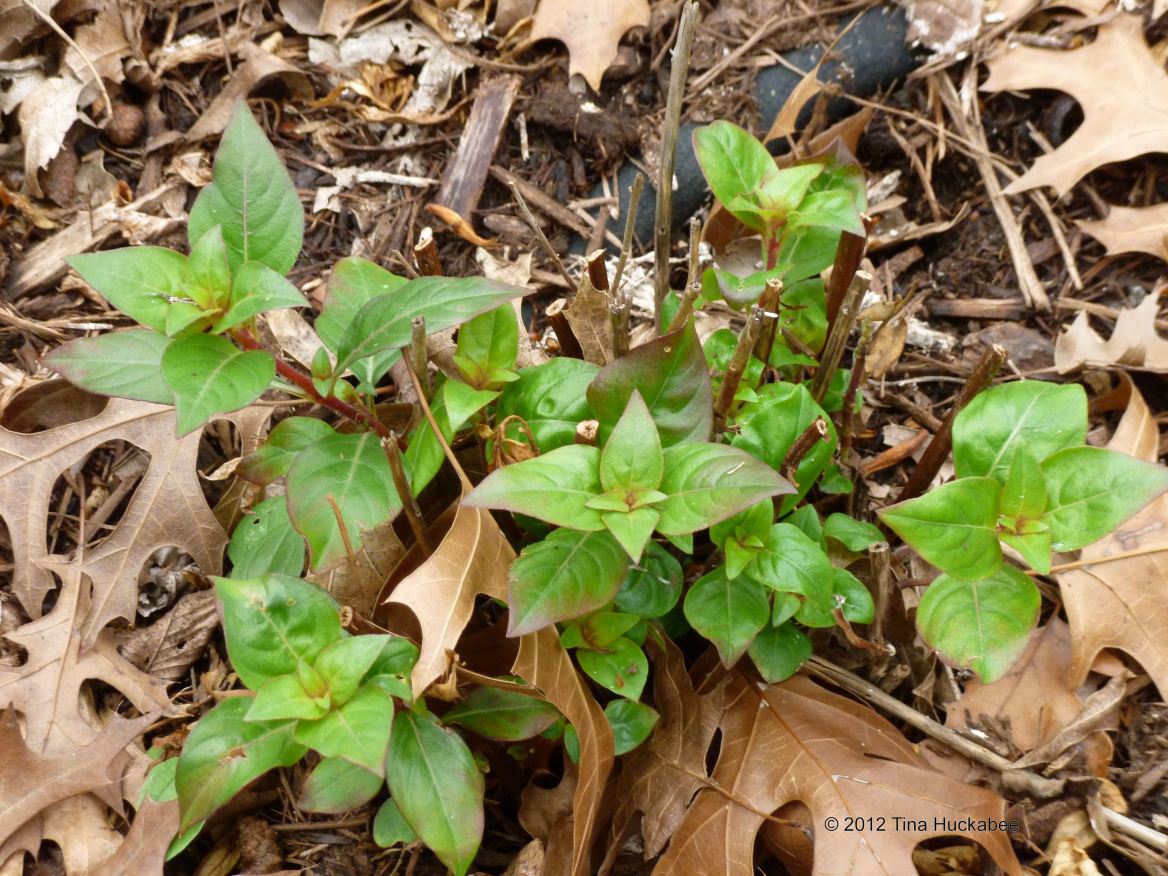 Pruning Turk’s Cap | My Gardener Says…