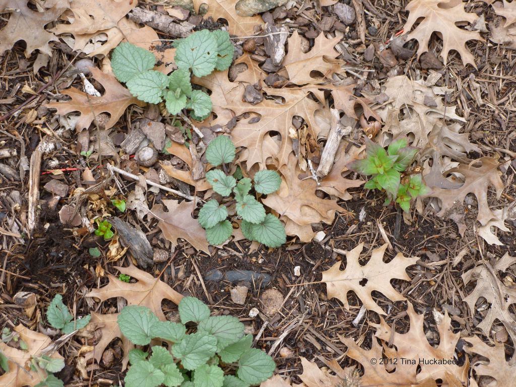 Pruning Turk’s Cap | My Gardener Says…