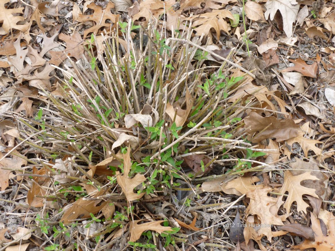 Pruning Turk’s Cap | My Gardener Says…