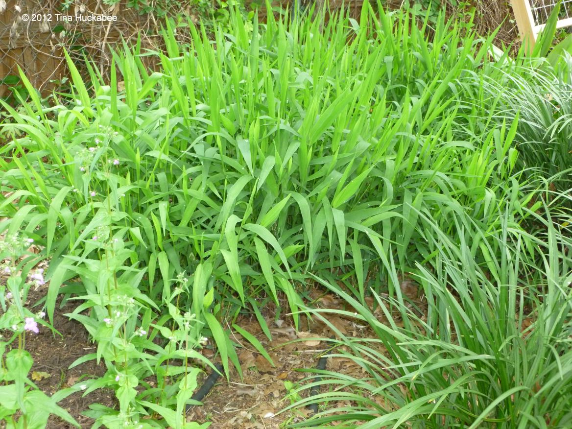 Springtime For Inland Sea Oats | My Gardener Says…