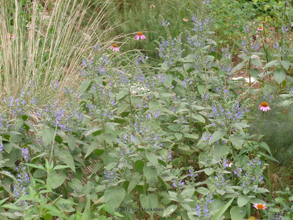 Blues In The Garden | My Gardener Says…