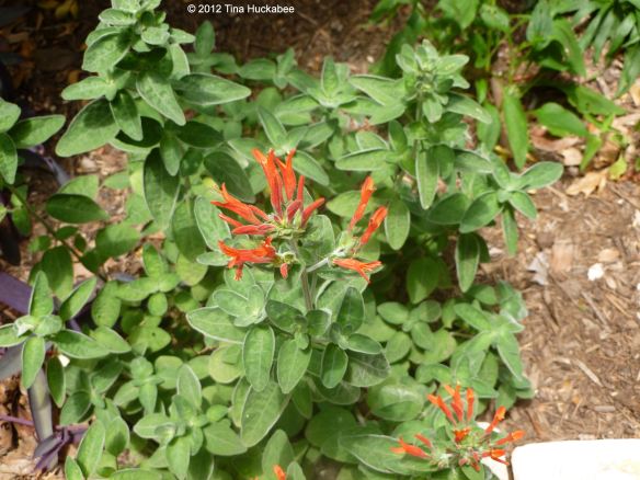 Firecracker, Firecracker, Boom, Boom, Boom! | My Gardener Says…