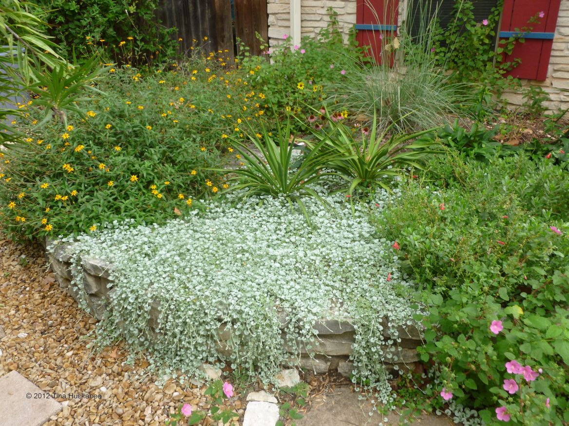 Ground Cover | My Gardener Says…