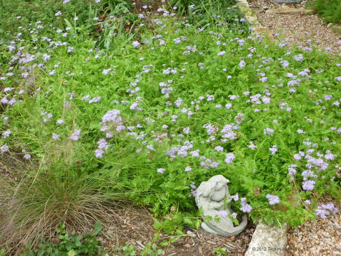 Mealy Blue Sage | My Gardener Says…