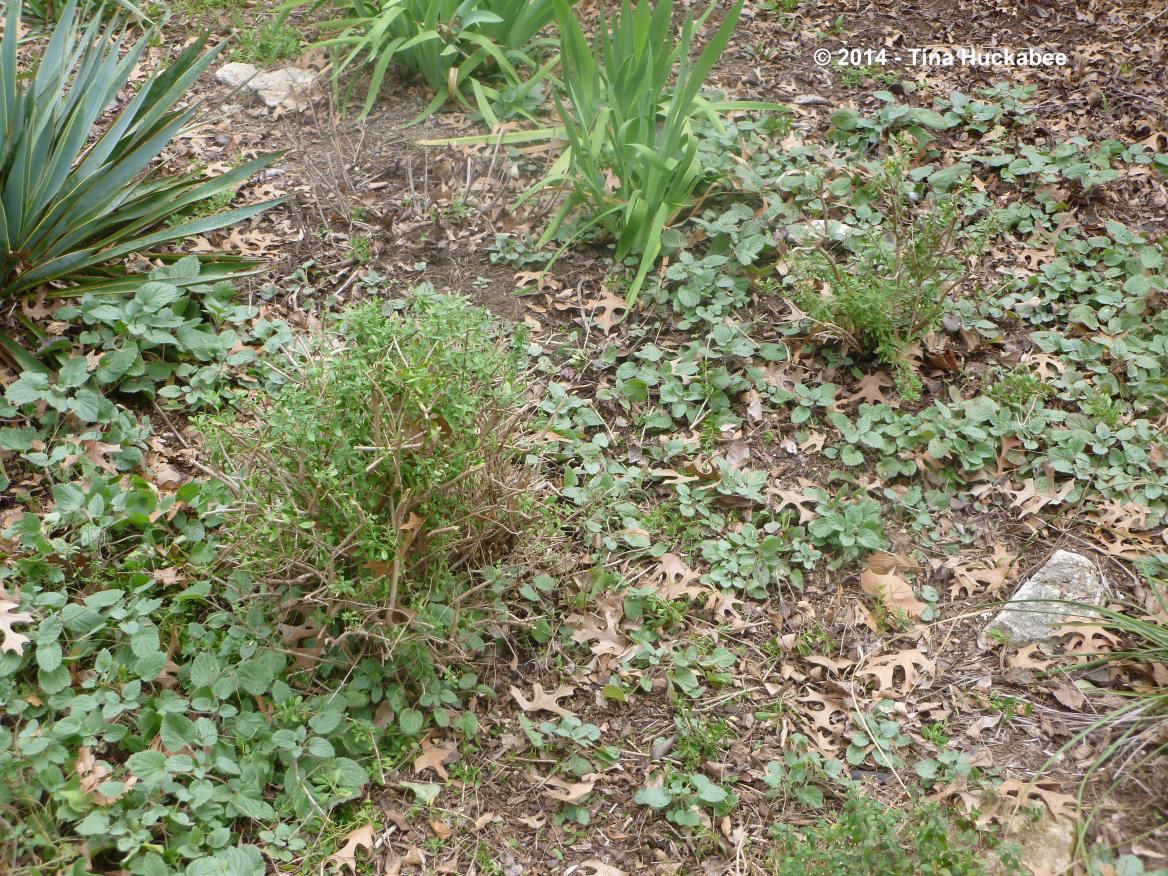 February | 2014 | My Gardener Says…