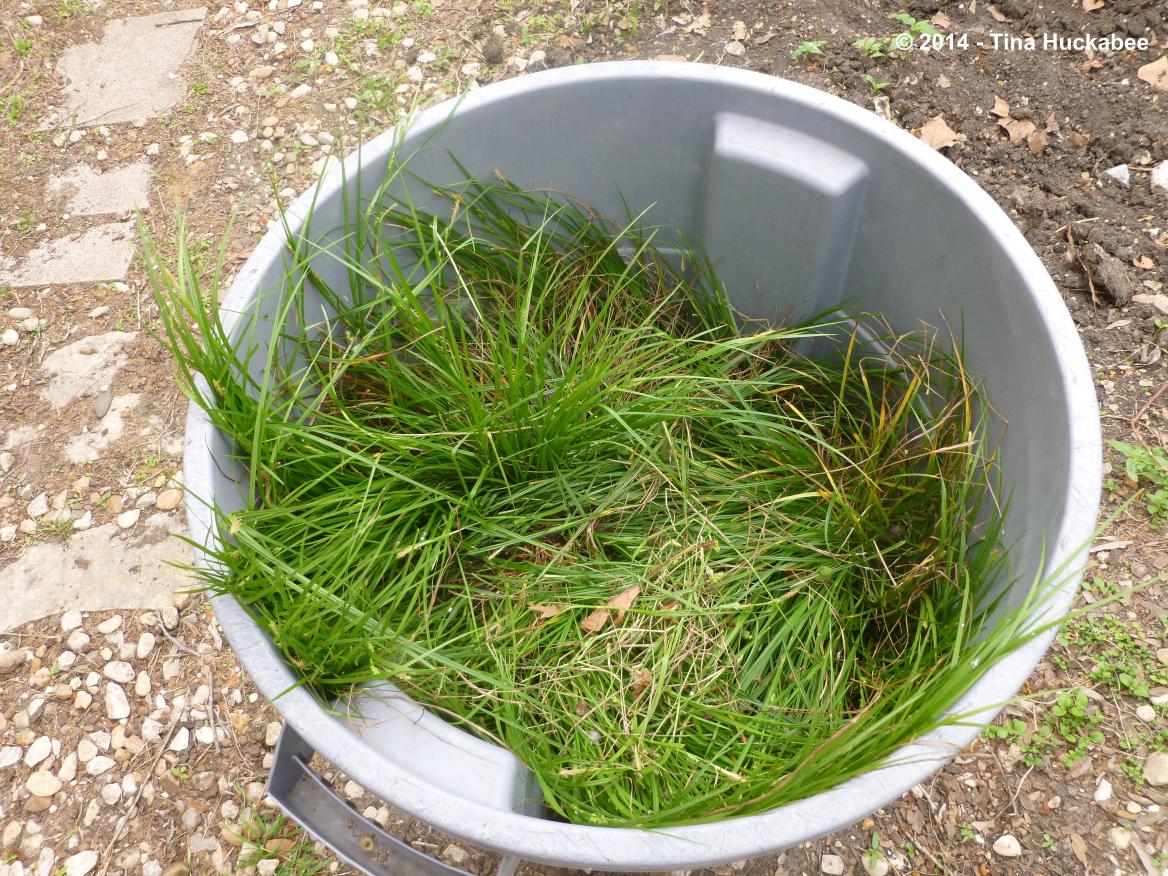 Berkeley sedge | My Gardener Says…