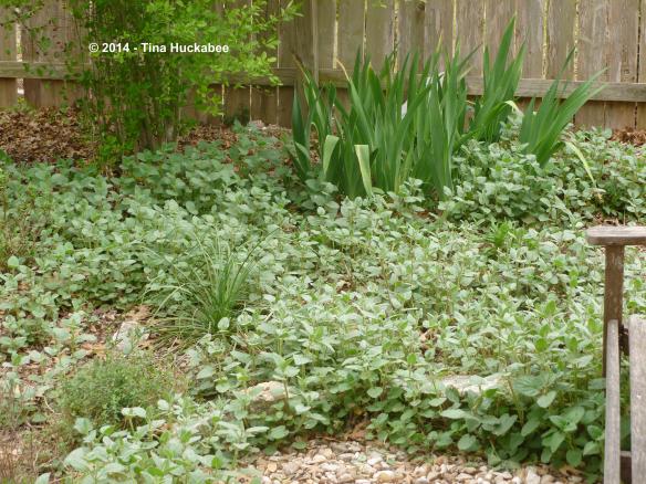 Berkeley sedge | My Gardener Says…