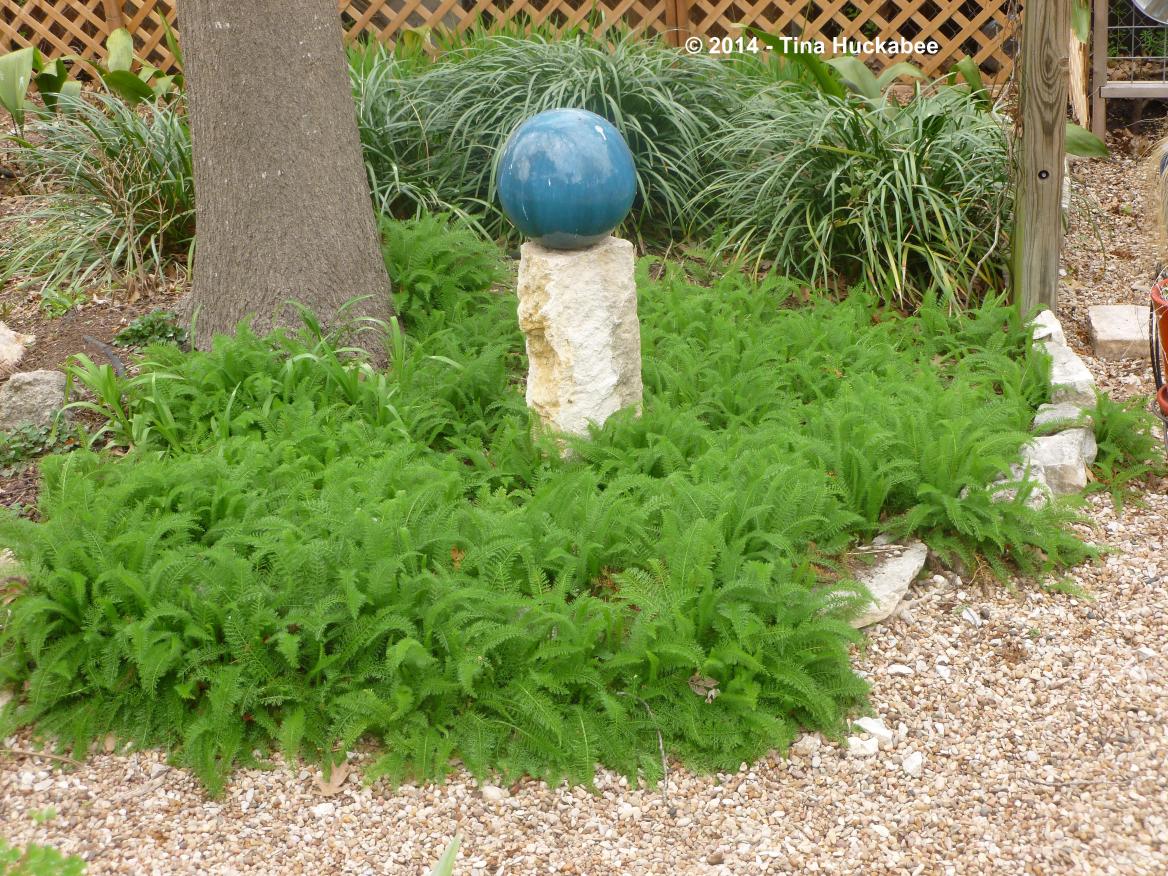 Berkeley sedge | My Gardener Says…
