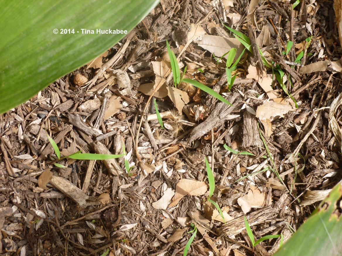 Berkeley sedge | My Gardener Says…