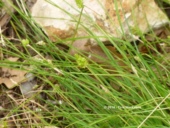 Berkeley sedge | My Gardener Says…