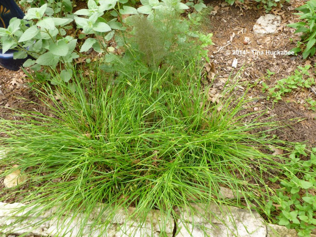 Berkeley sedge | My Gardener Says…
