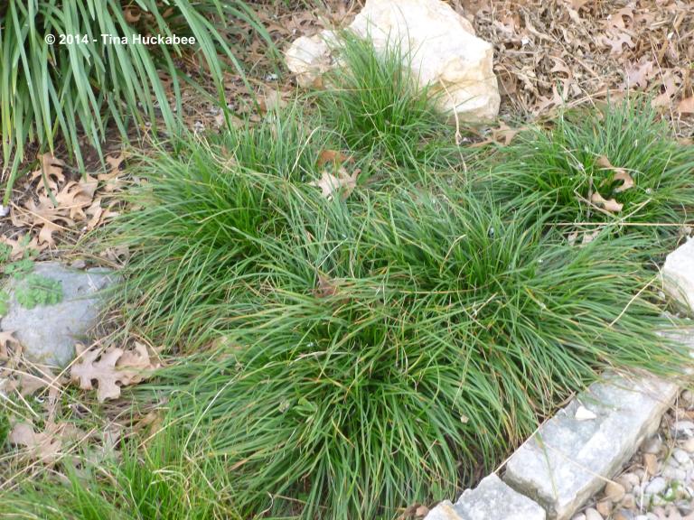 Berkeley sedge | My Gardener Says…