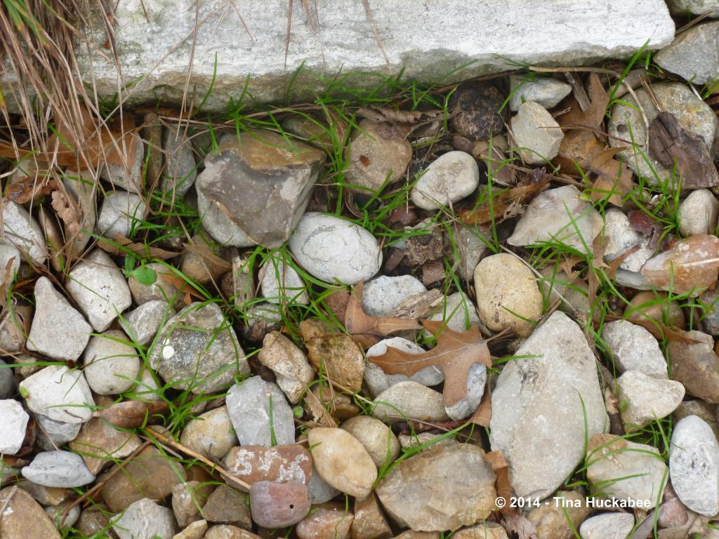 Berkeley sedge | My Gardener Says…