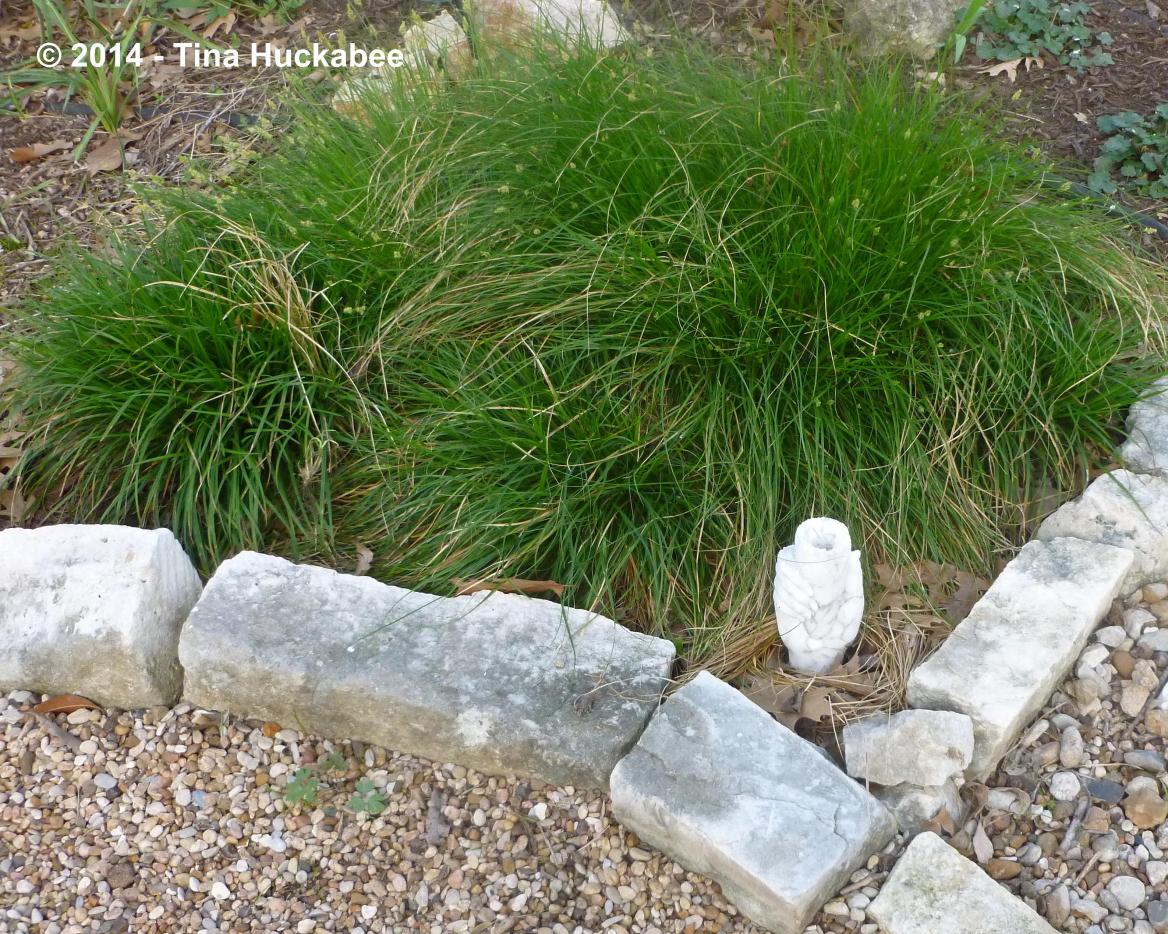 Berkeley sedge | My Gardener Says…