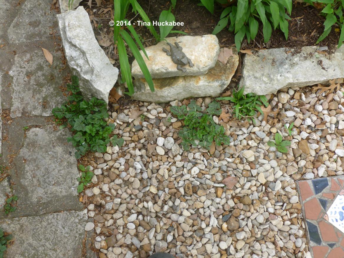 Berkeley sedge | My Gardener Says…