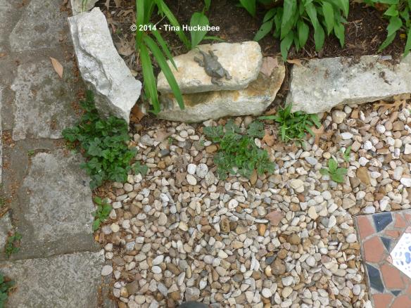 Berkeley sedge | My Gardener Says…
