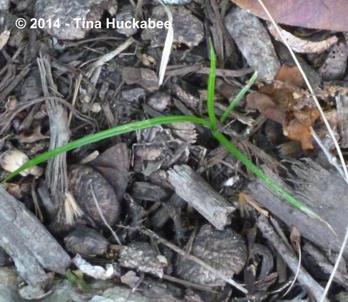 Berkeley sedge | My Gardener Says…