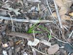 Berkeley sedge | My Gardener Says…
