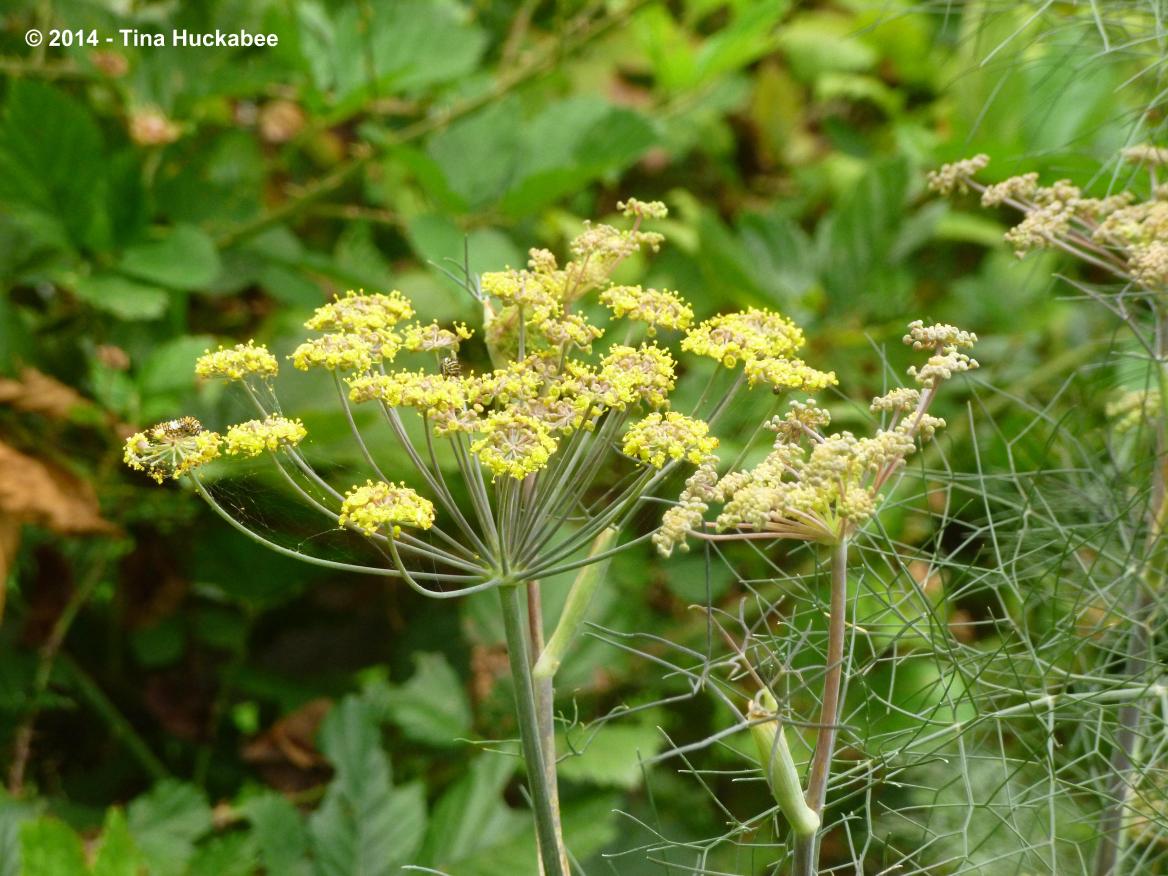 Green Fennel | My Gardener Says…