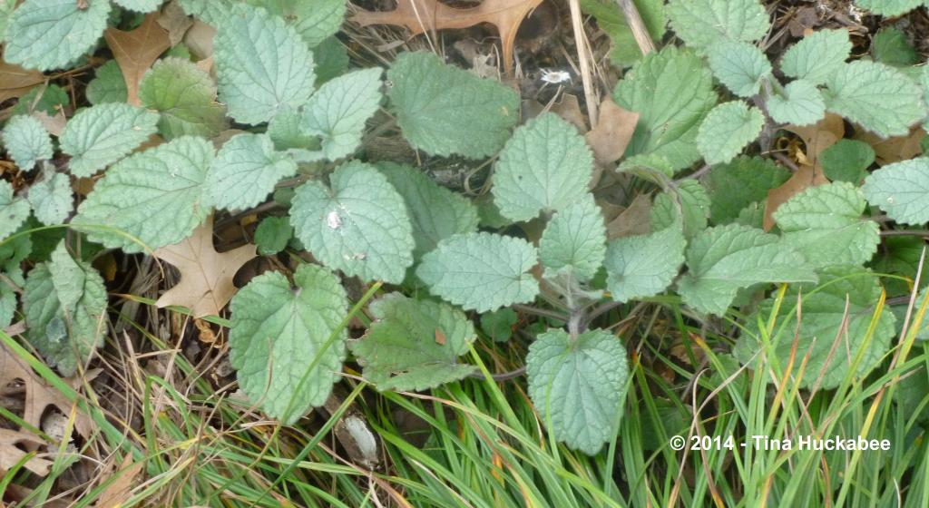 Heartleaf Skullcap (Scutellaria ovata): A Seasonal Look | My Gardener Says…