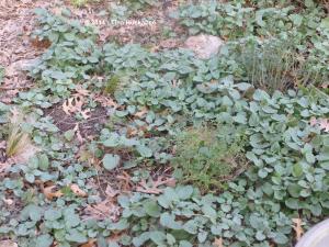 Heartleaf Skullcap (Scutellaria ovata): A Seasonal Look | My Gardener Says…