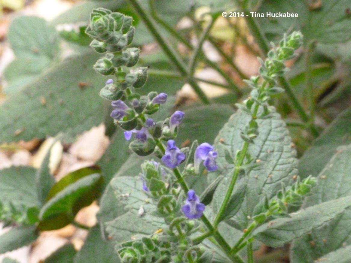 Heartleaf Skullcap (Scutellaria ovata): A Seasonal Look | My Gardener Says…