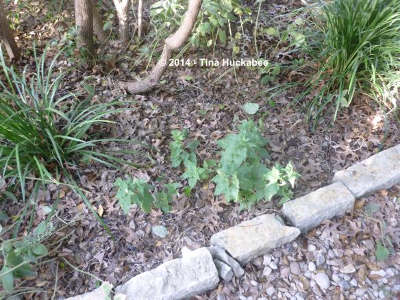 Heartleaf Skullcap (Scutellaria ovata): A Seasonal Look | My Gardener Says…