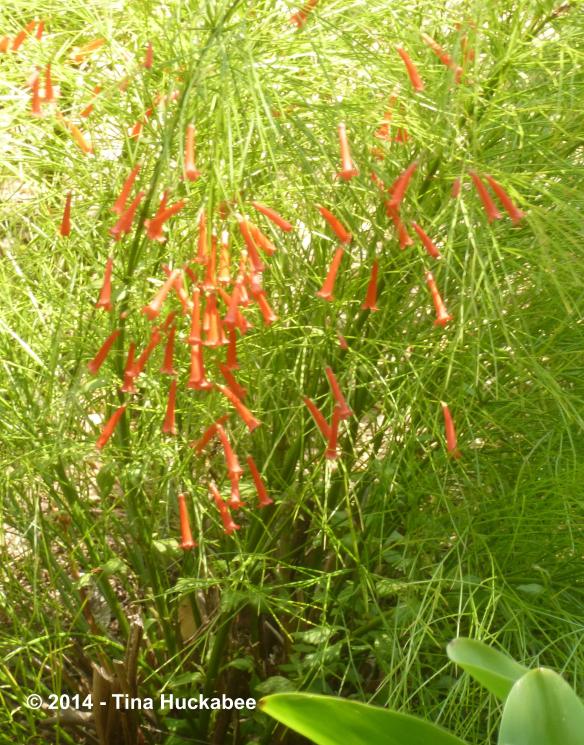 Foliage Follow-up, July Firecrackers! | My Gardener Says…