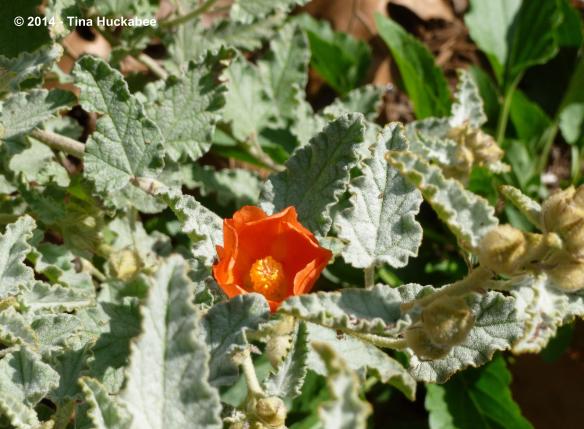 Globe Mallow-Bewitching Bloom, Fair Foliage | My Gardener Says…