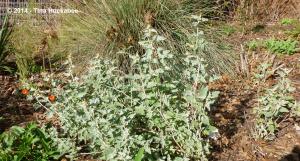 Sphaeralcea incana | My Gardener Says…