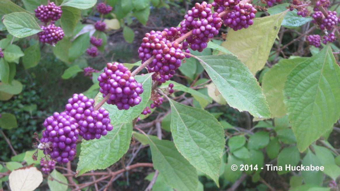 American Beautyberry, French Mulberry (Callicarpa americana): A ...