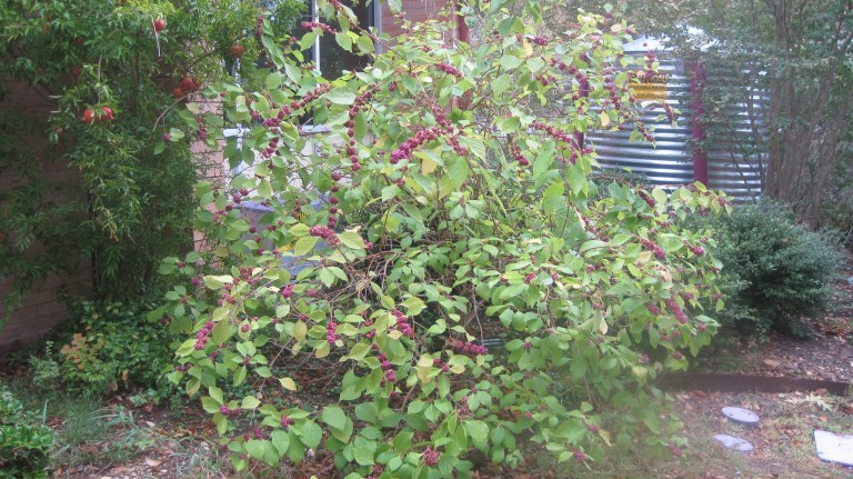 American Beautyberry, French Mulberry (Callicarpa americana): A ...