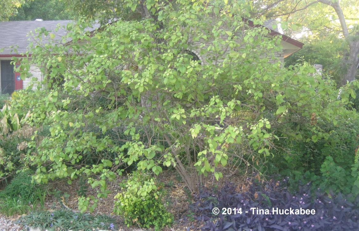American Beautyberry, French Mulberry (Callicarpa americana): A ...