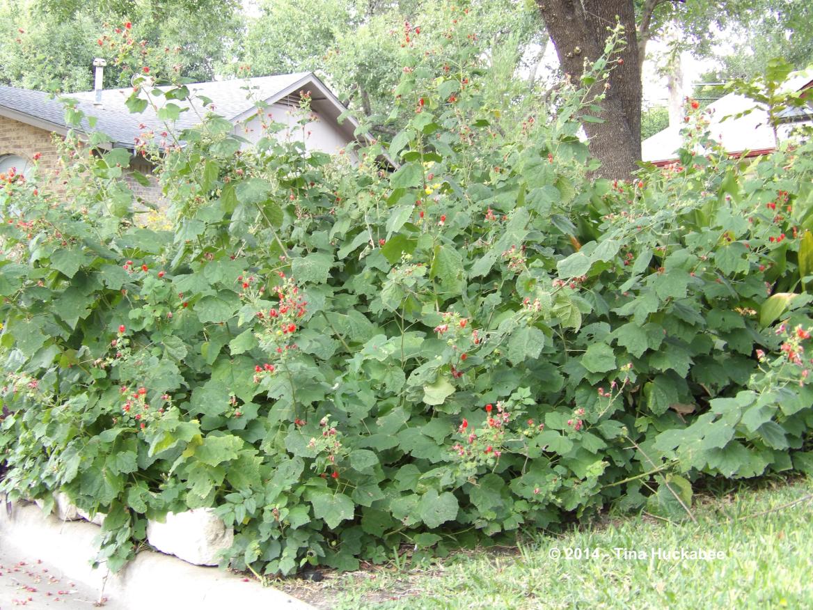 Texas Native Plant Week-Turk’s Cap, Malvaviscus arboreus | My Gardener ...