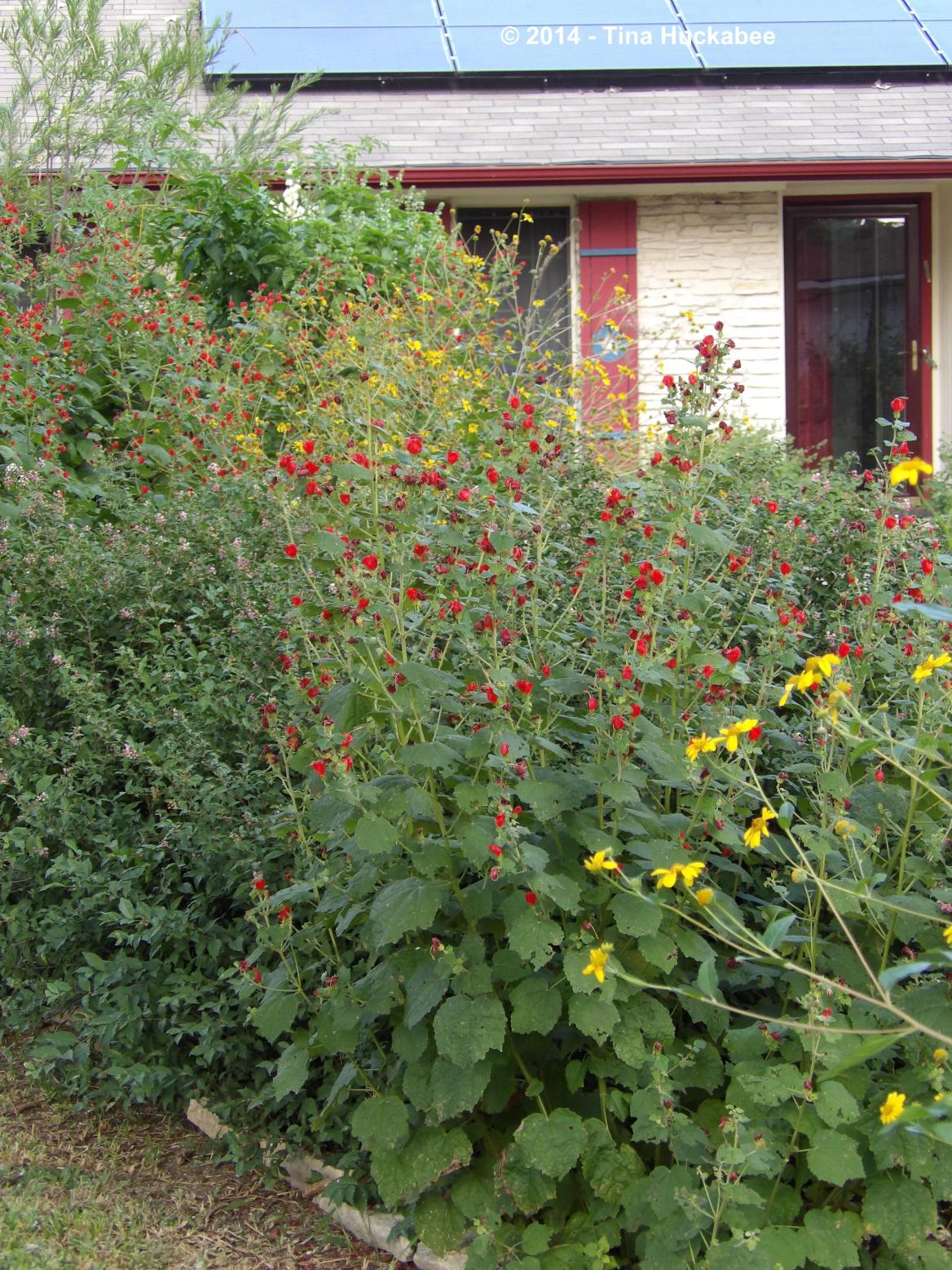 Texas Native Plant Week-Turk’s Cap, Malvaviscus arboreus | My Gardener ...