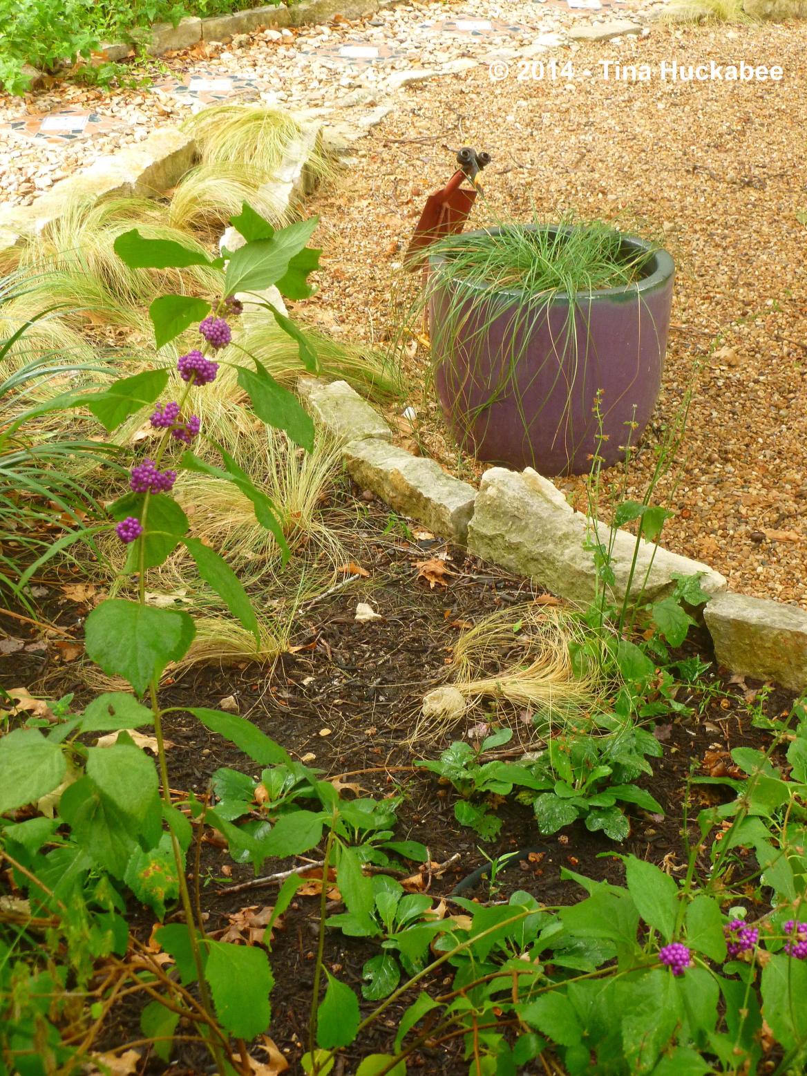 American Beautyberry, French Mulberry (Callicarpa americana): A ...