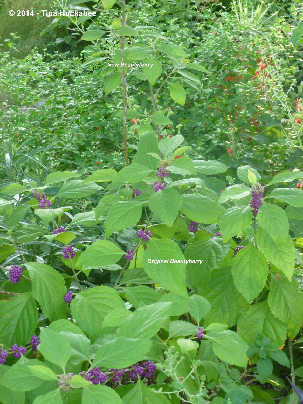American Beautyberry, French Mulberry (Callicarpa americana): A ...