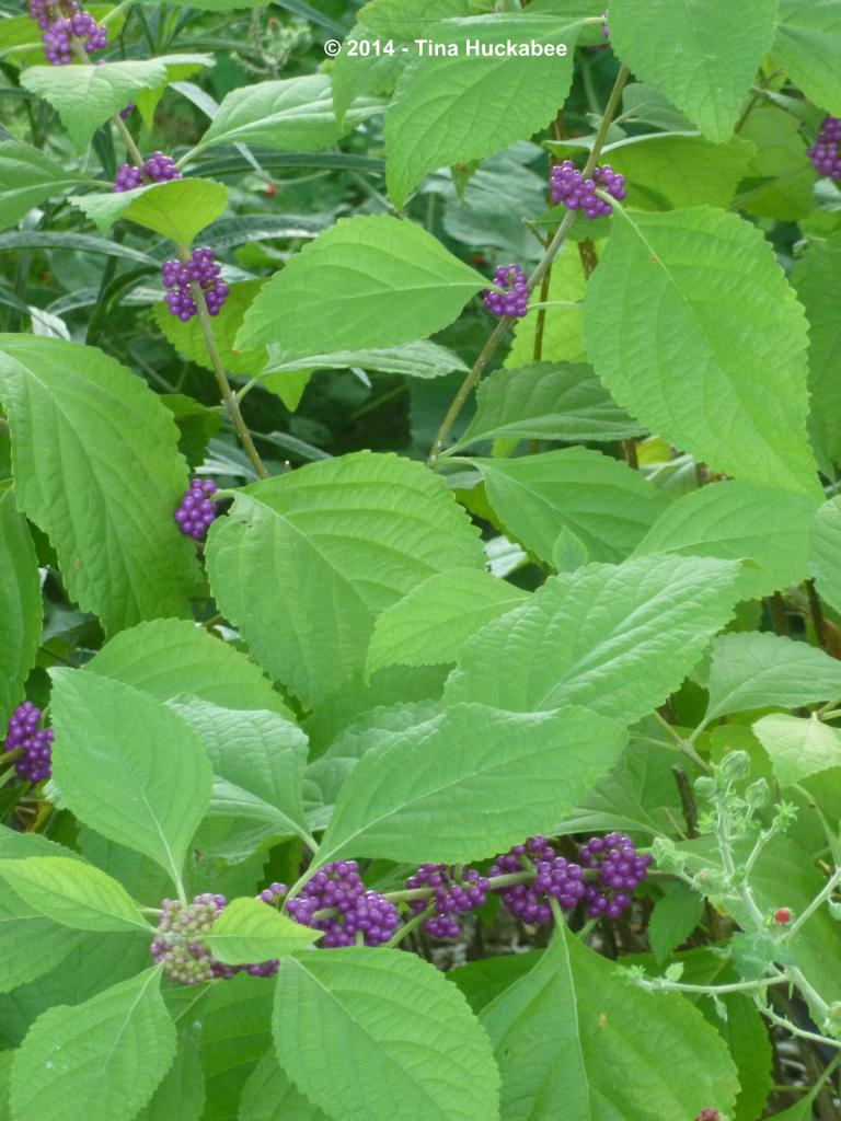 American Beautyberry, French Mulberry (Callicarpa americana): A ...