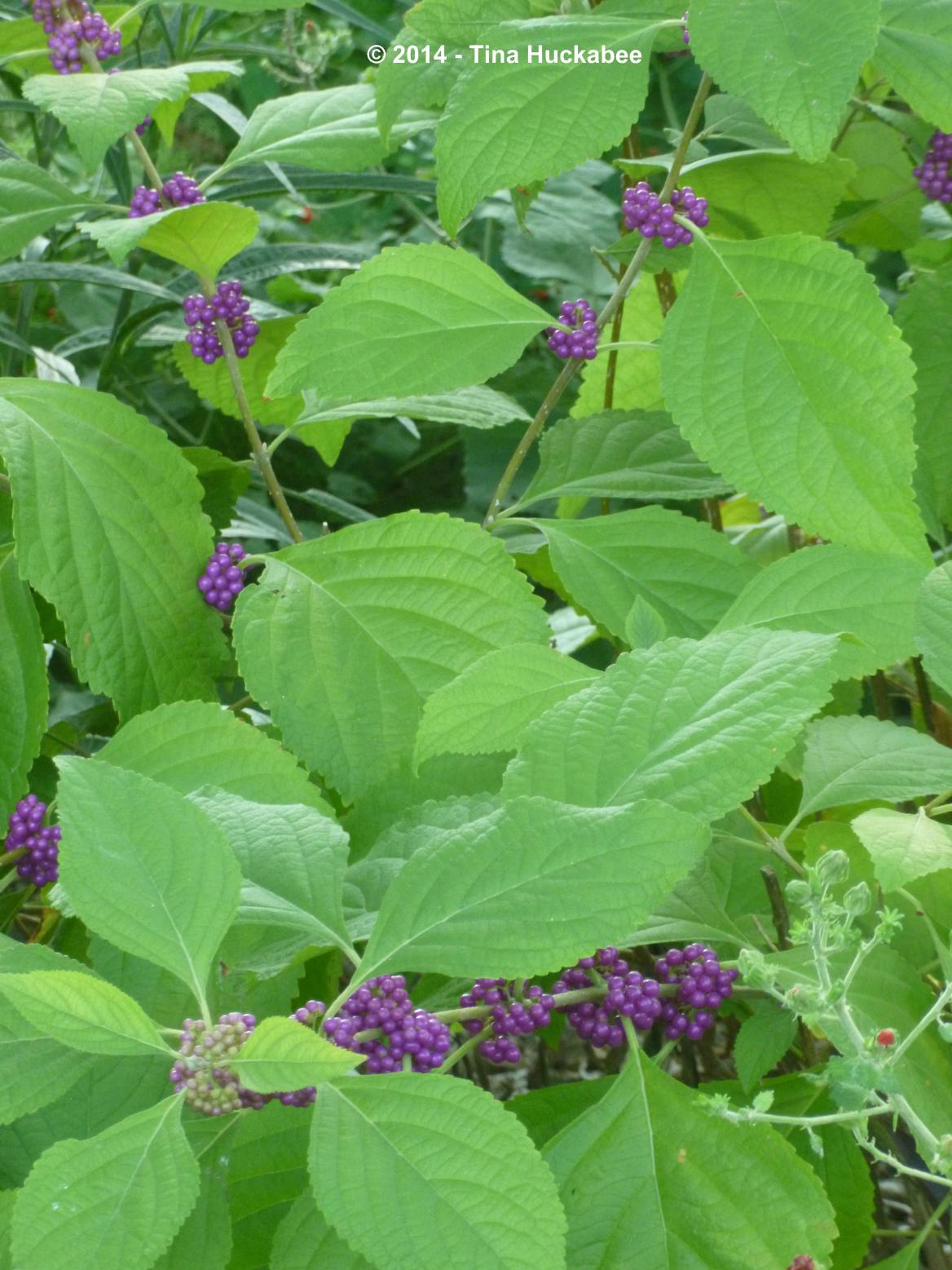 American Beautyberry, French Mulberry (Callicarpa americana): A ...