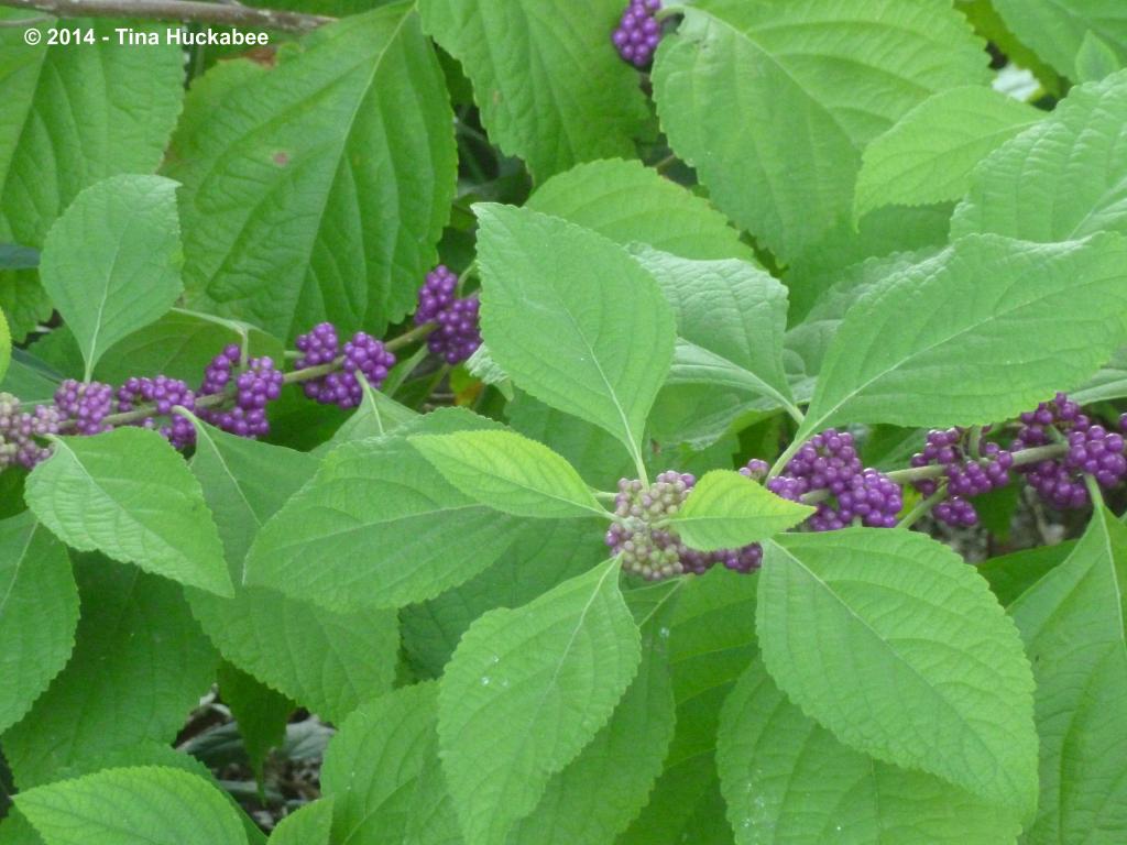 American Beautyberry, French Mulberry (Callicarpa americana): A ...