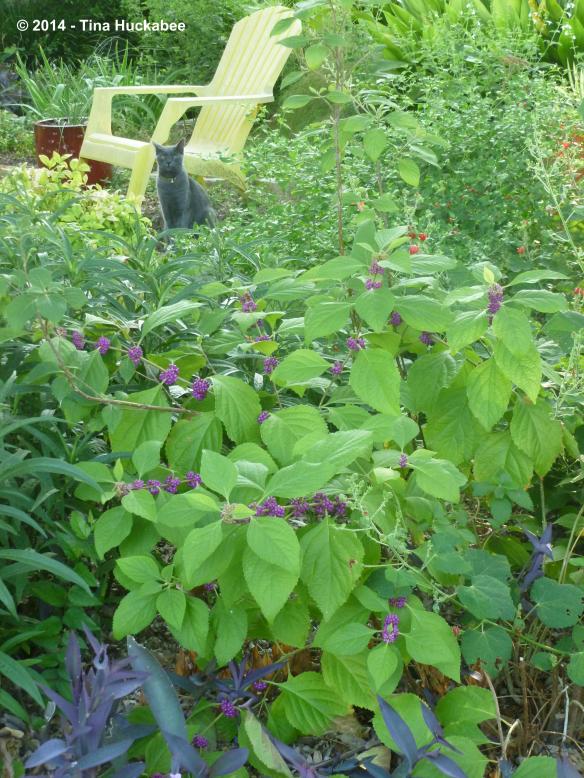 American Beautyberry, French Mulberry (Callicarpa americana): A ...