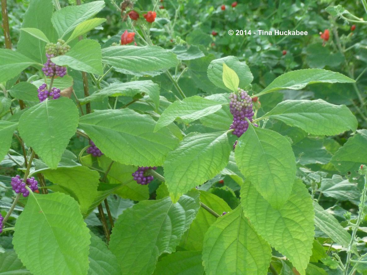 American Beautyberry, French Mulberry (Callicarpa americana): A ...