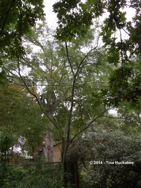 November | 2014 | My Gardener Says… | Page 4