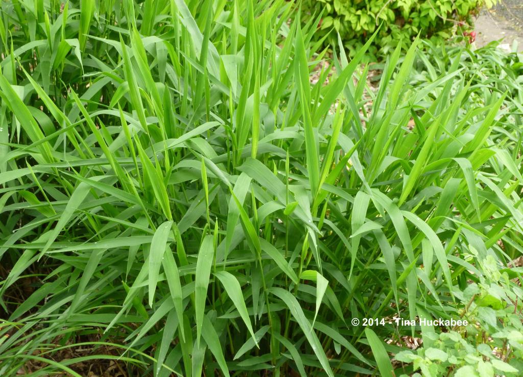 Inland Sea Oats (Chasmanthium latifolium): A Seasonal Look | My ...